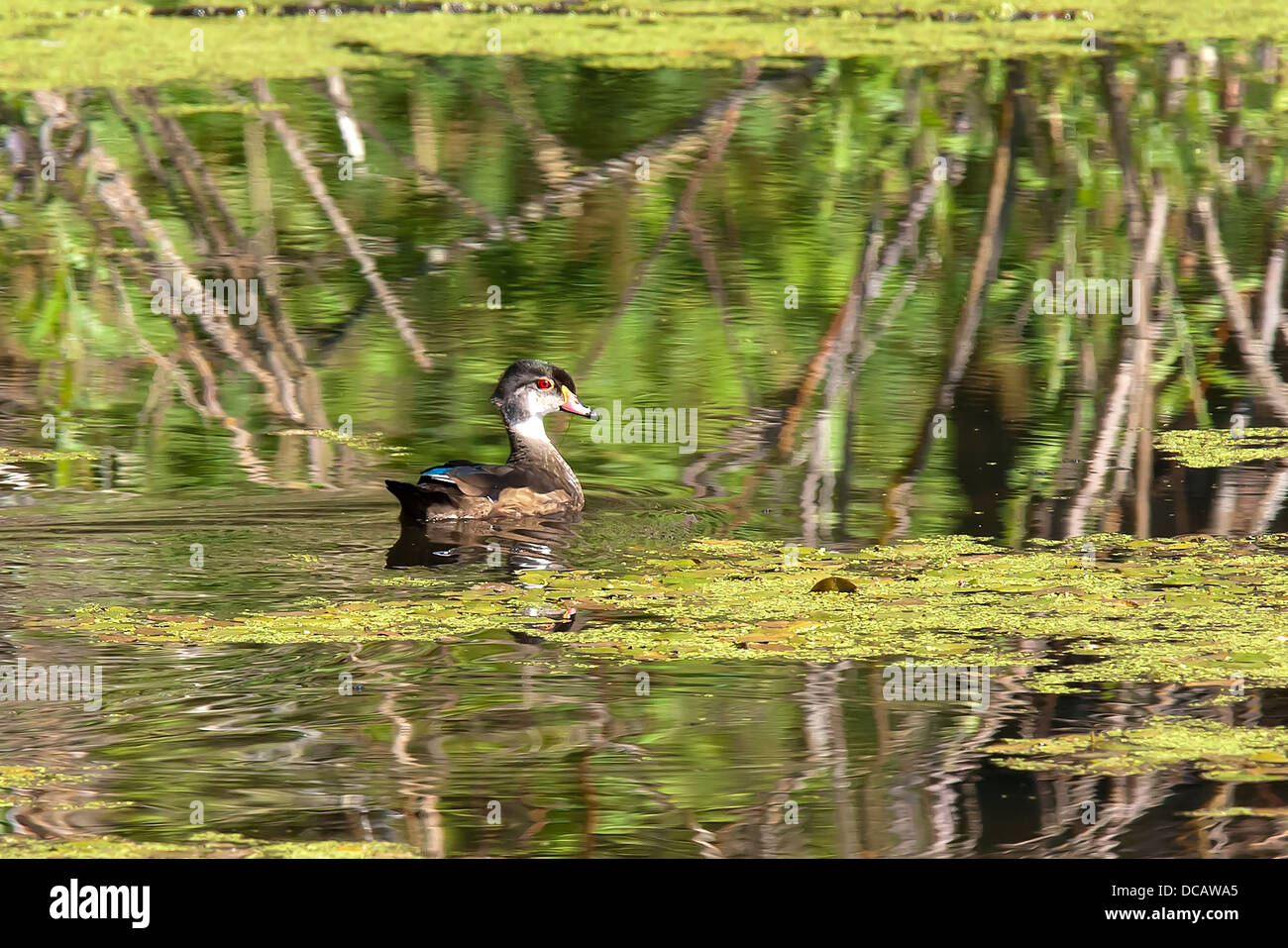 Wood Duck Hunting Swamp