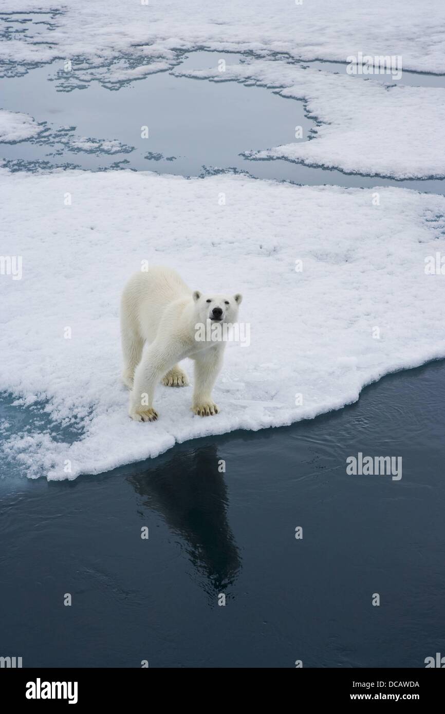 Oso Polar Stock Photos & Oso Polar Stock Images - Alamy