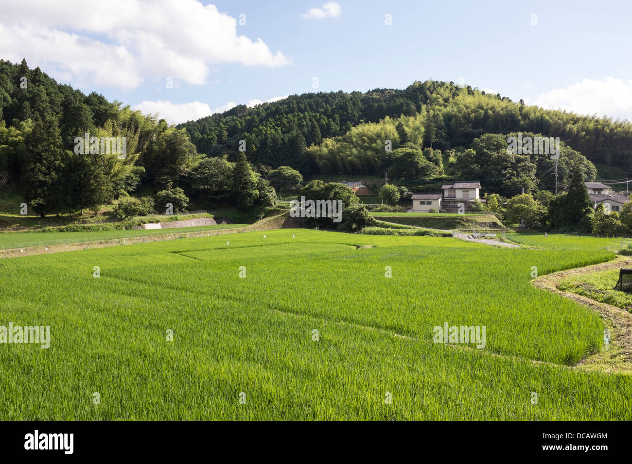 Rice cultivation in Japan Stock Photo - Alamy