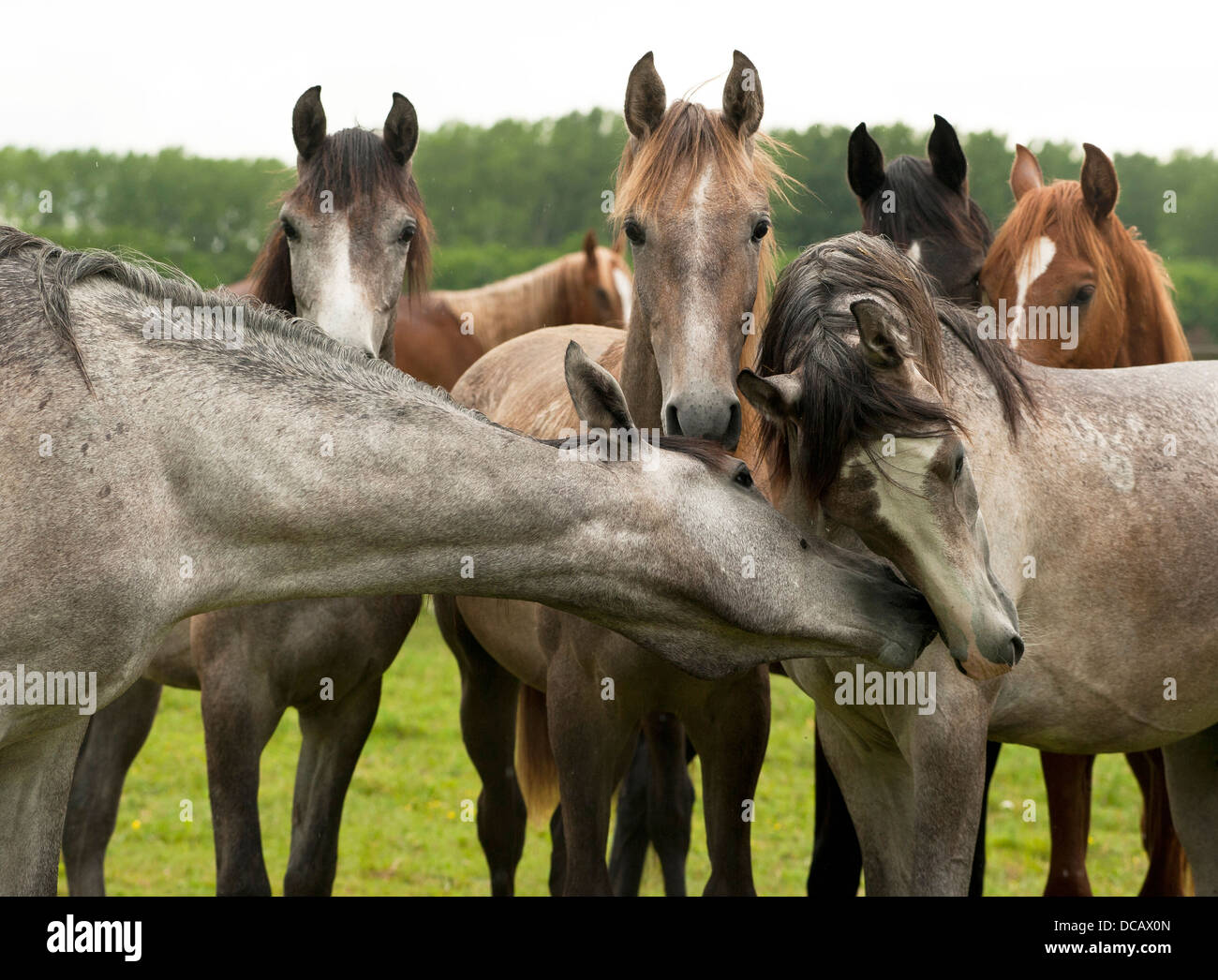 Arab horse mare with foal hi-res stock photography and images - Alamy