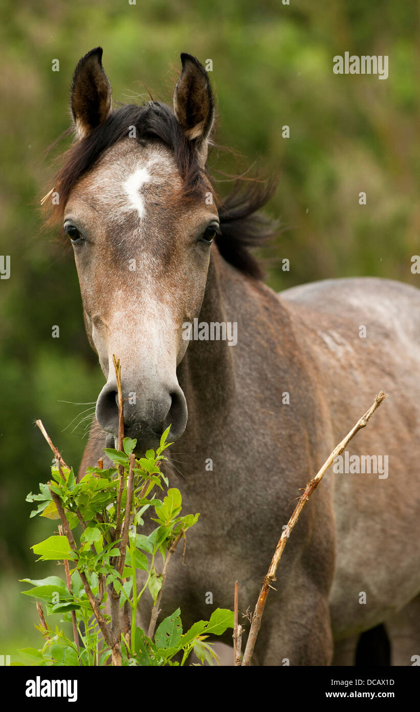 colt, horse, farm, mammal, animal, nature, mare, foal, stallion, brown ...