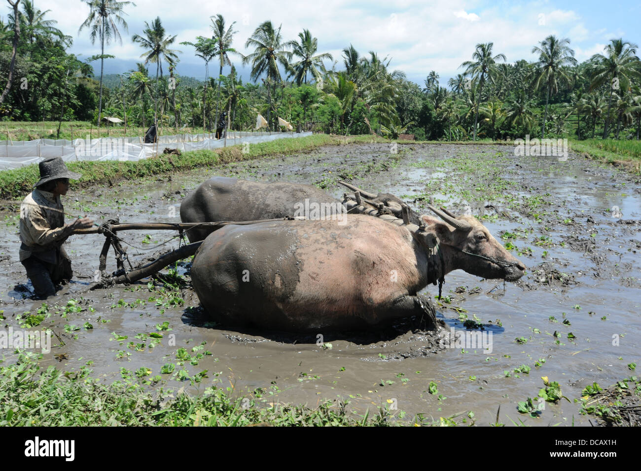 Farmer plowing field hi-res stock photography and images - Alamy