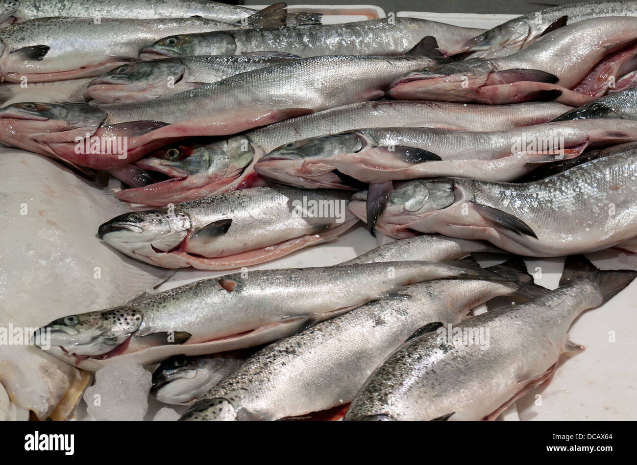 Atlantic salmon hi-res stock photography and images - Alamy