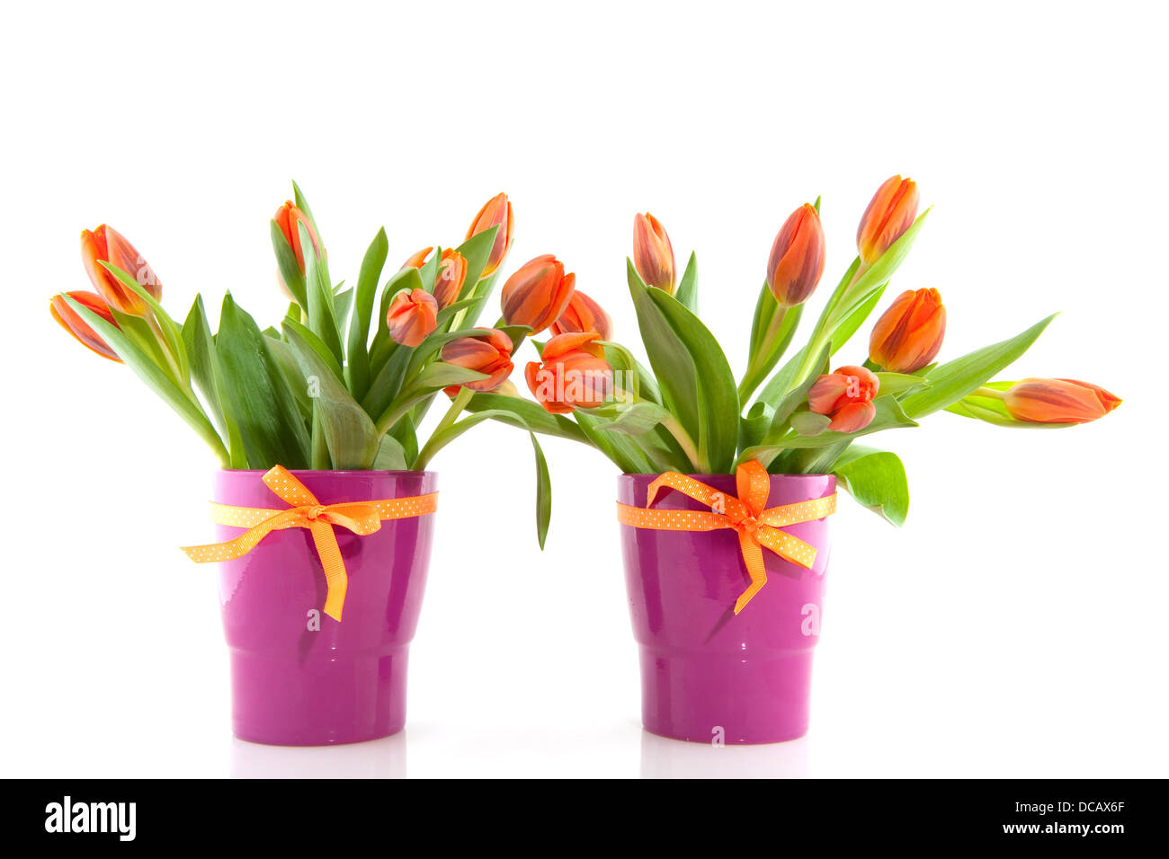Orange tulips Cut Out Stock Images & Pictures - Alamy