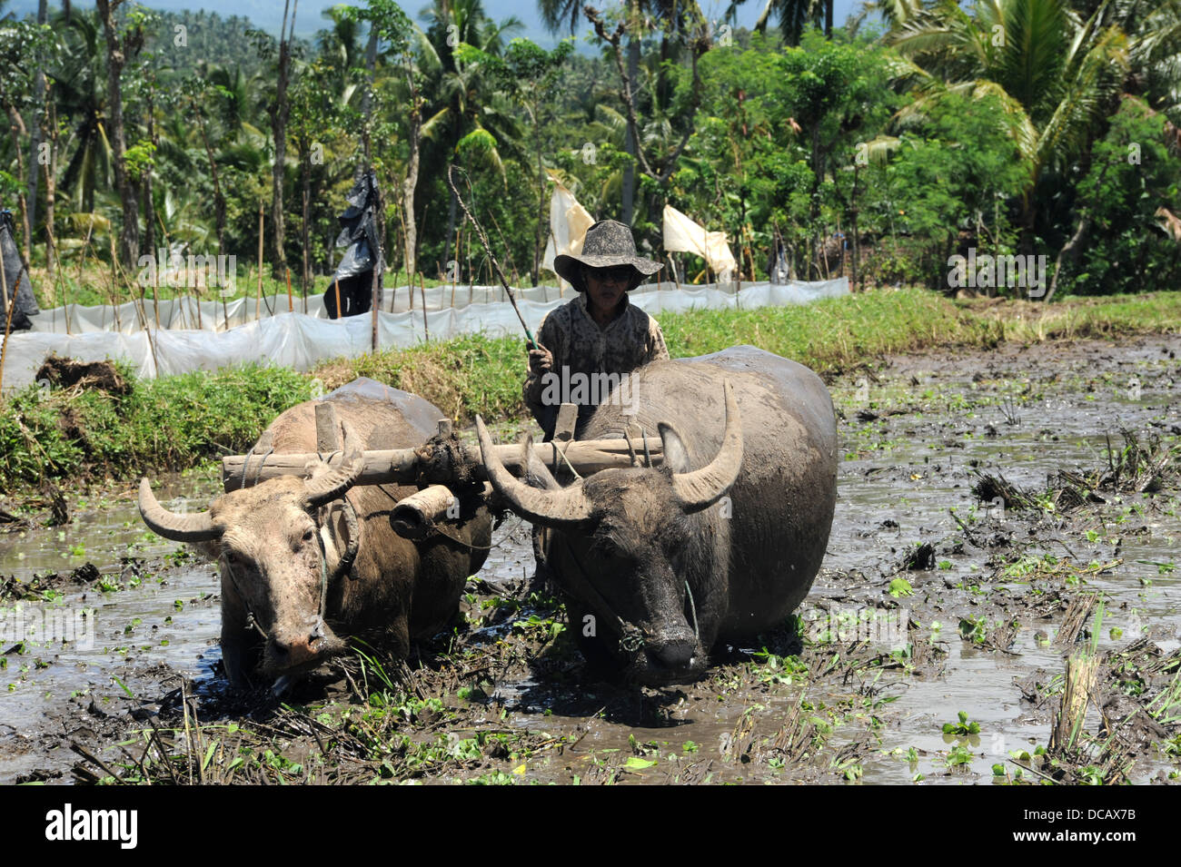Farmer plowing a field with oxen on the island of Bali Stock Photo - Alamy