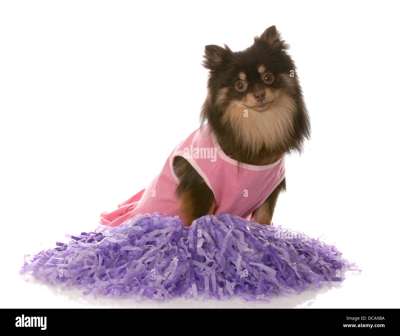 dog dressed up as a cheerleader Stock Photo - Alamy
