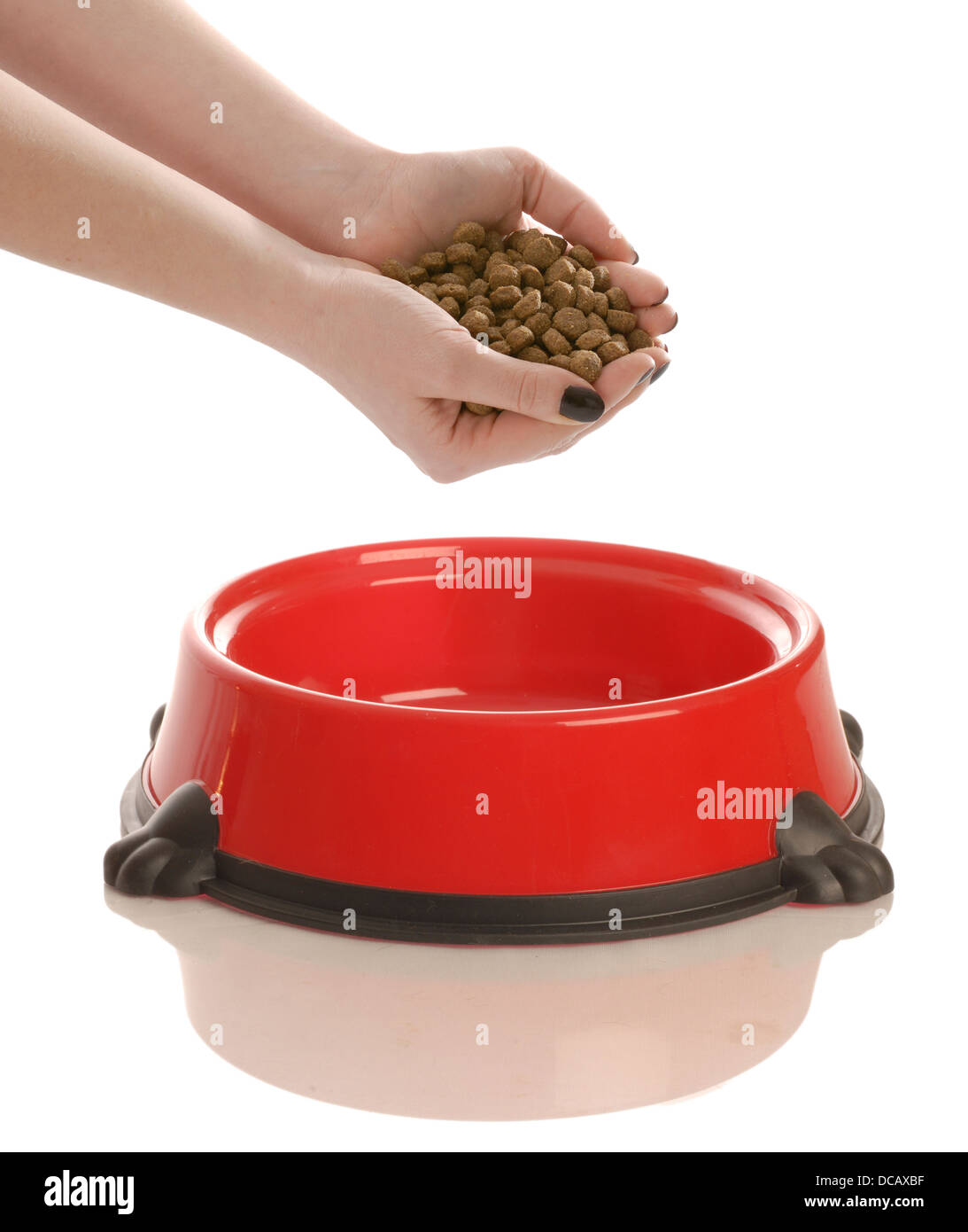 feeding the dog Stock Photo - Alamy