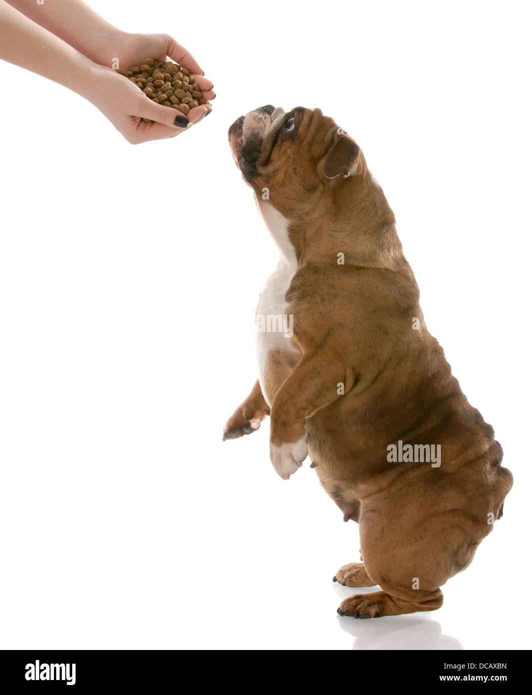 dog reaching up for hand full of dog food Stock Photo - Alamy