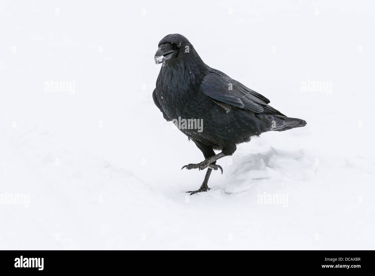 Raven in the snow hi-res stock photography and images - Alamy
