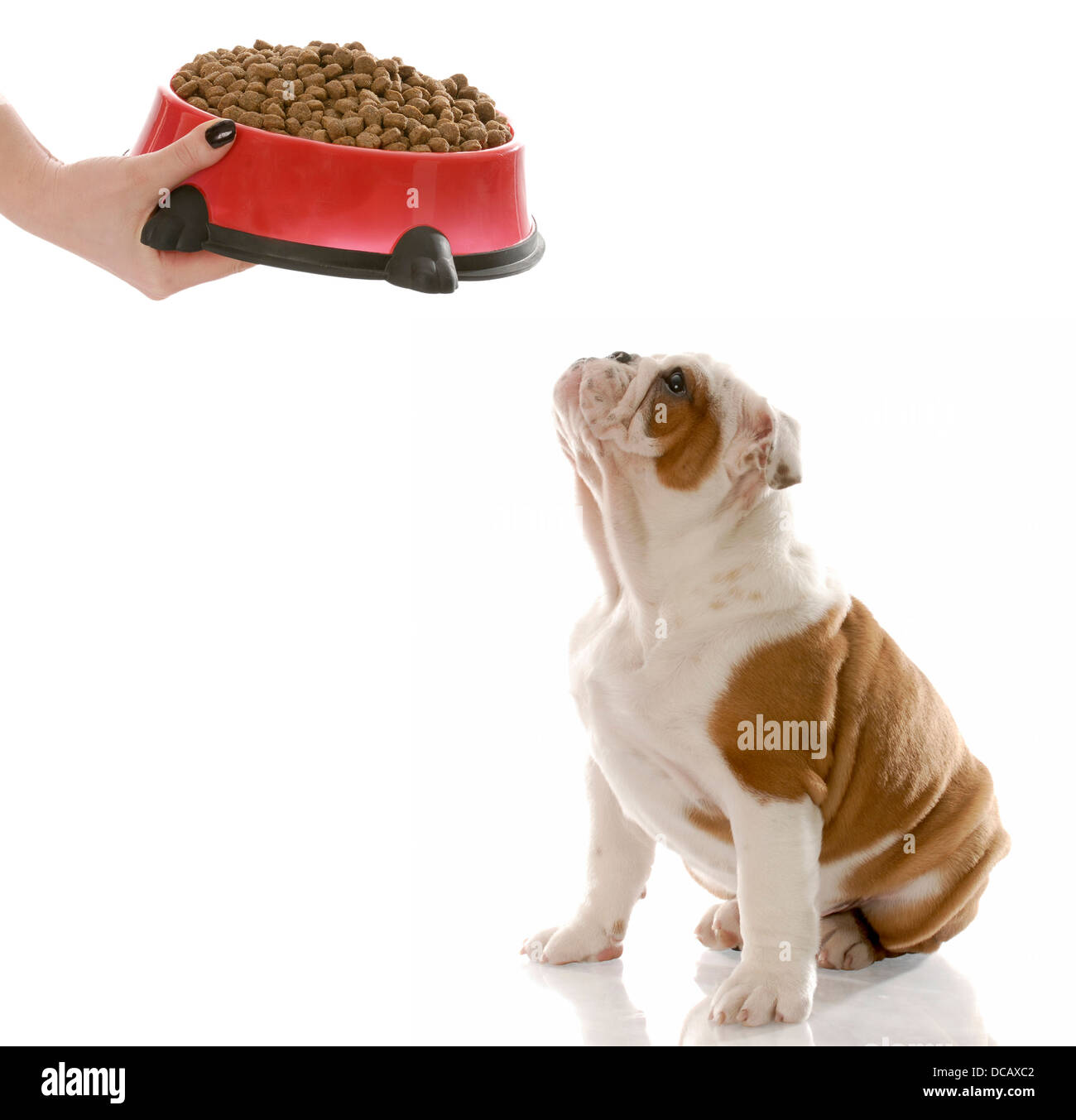 feeding the dog Stock Photo - Alamy