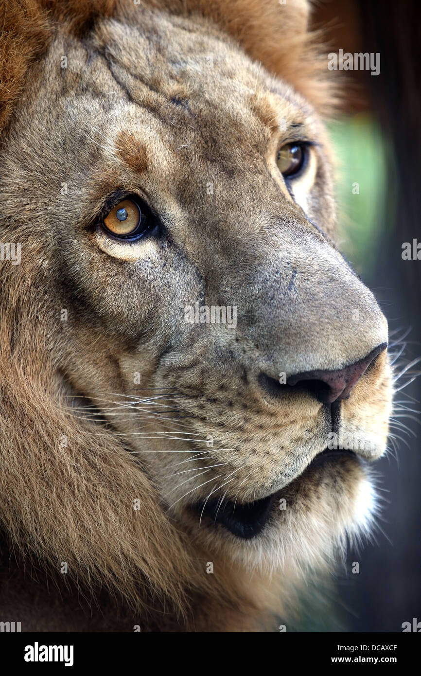 King - lion Stock Photo - Alamy