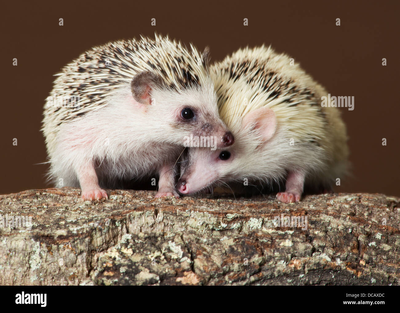 hedgehog, studio, wildlife, cute, small, wild, rodent, animal, white ...