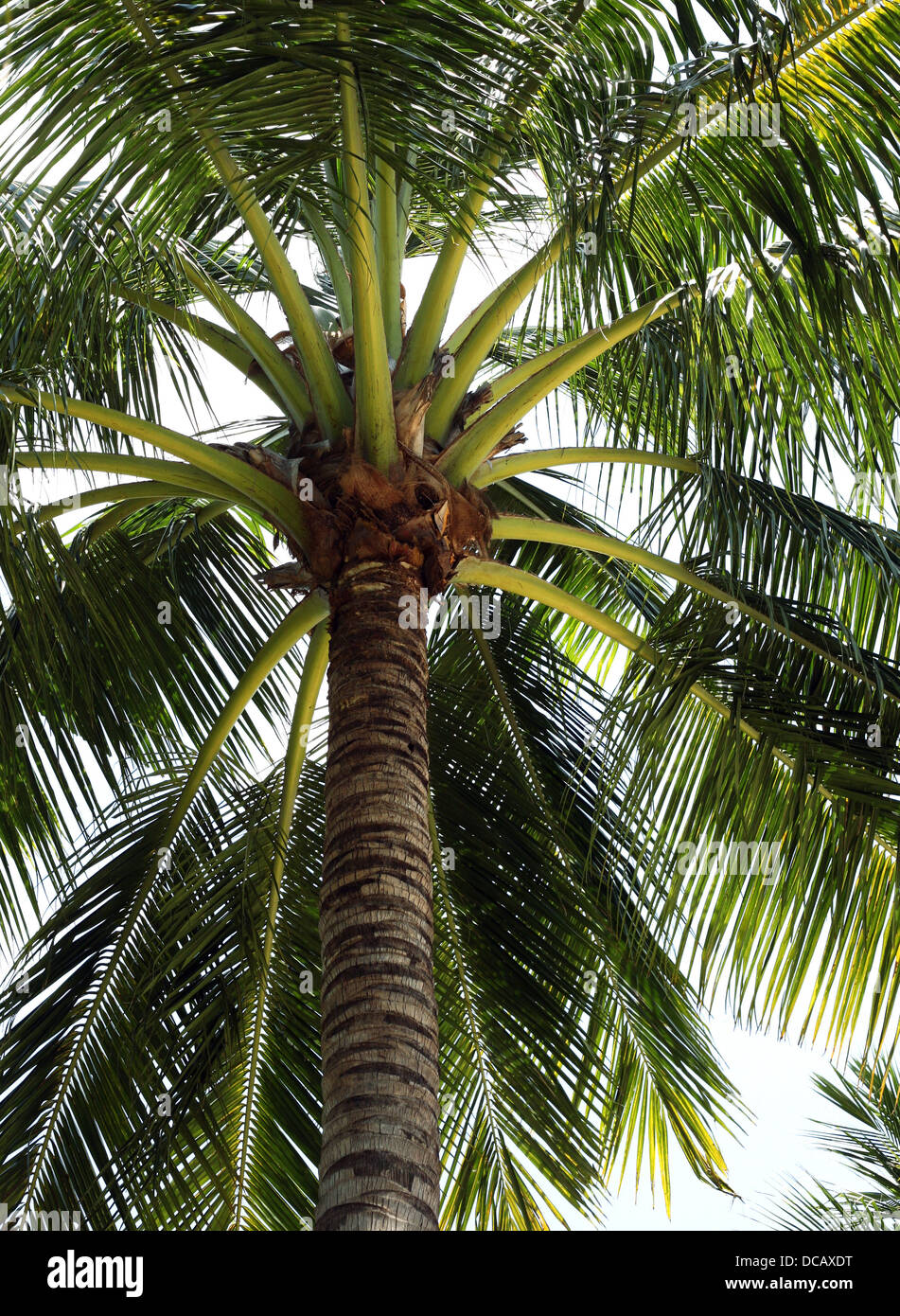Coco palm heaven hi-res stock photography and images - Alamy