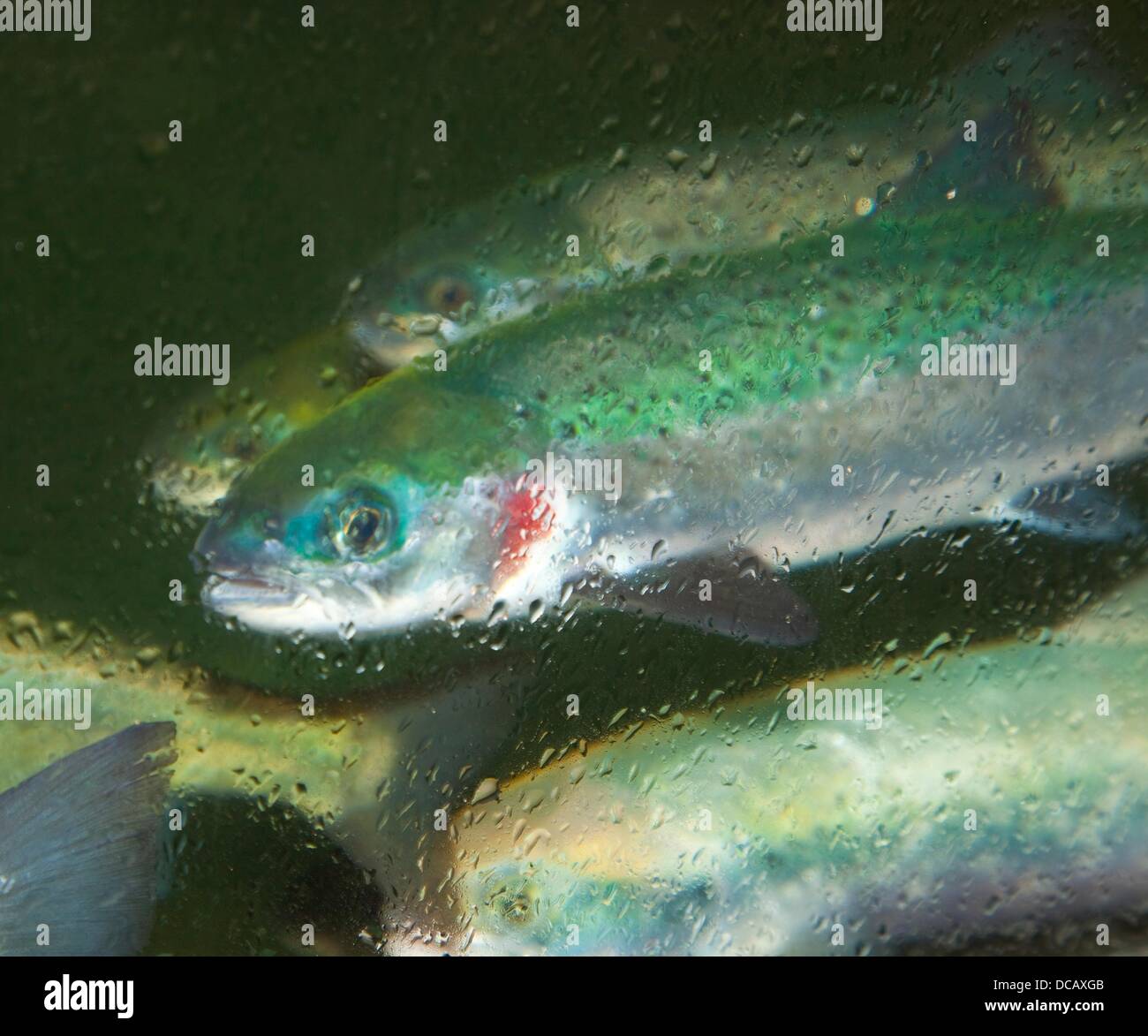 ATLANTIC SALMON - Salmo salar Stock Photo - Alamy