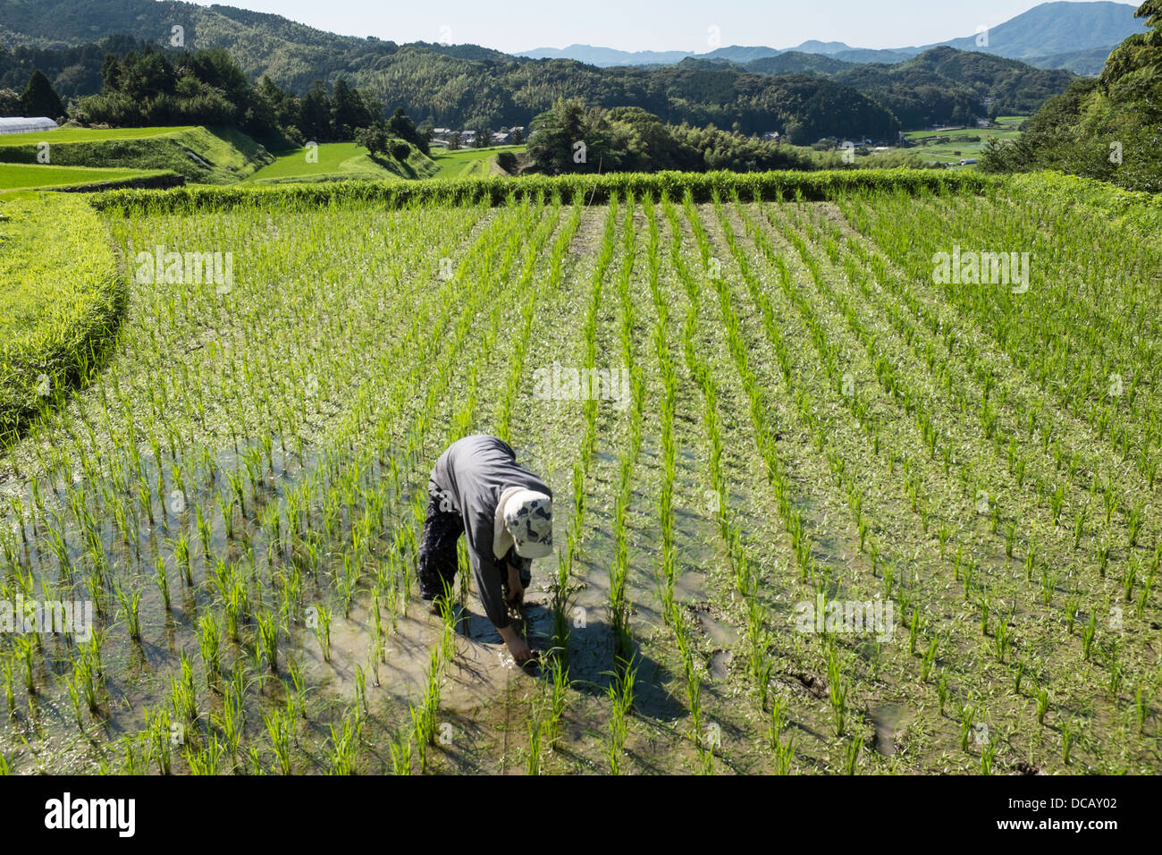 Rice cultivation in Japan Stock Photo - Alamy