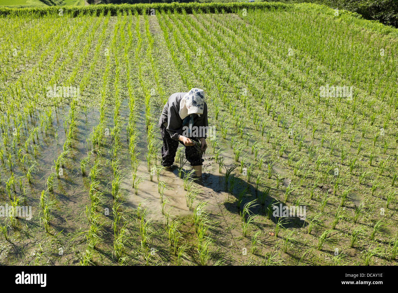 Rice cultivation in Japan Stock Photo - Alamy