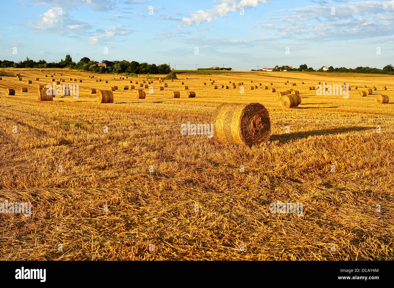 Straw rolls hi-res stock photography and images - Alamy