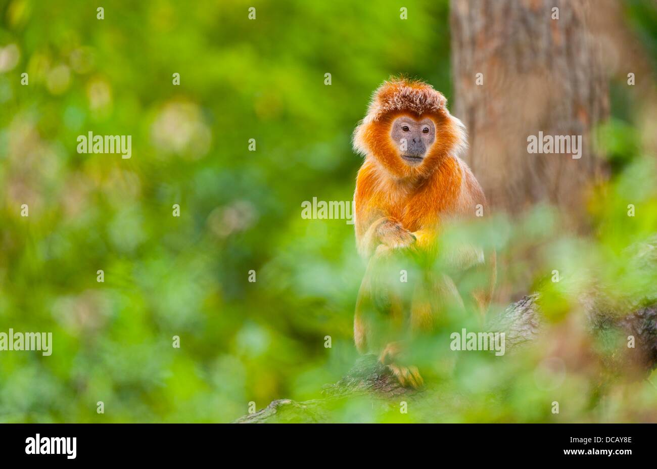 Presbytis comata hi-res stock photography and images - Alamy