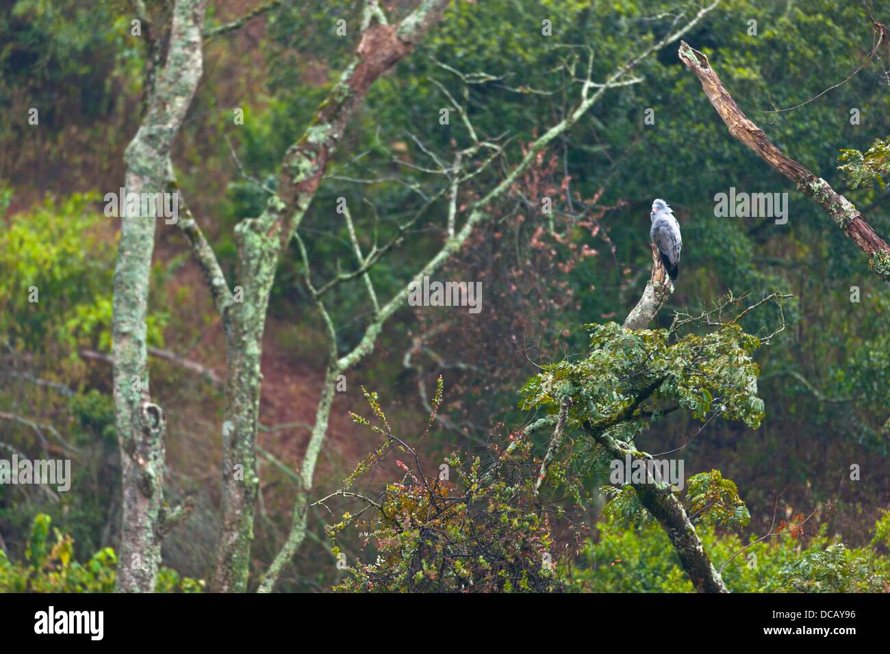 Gymnogene hi-res stock photography and images - Alamy
