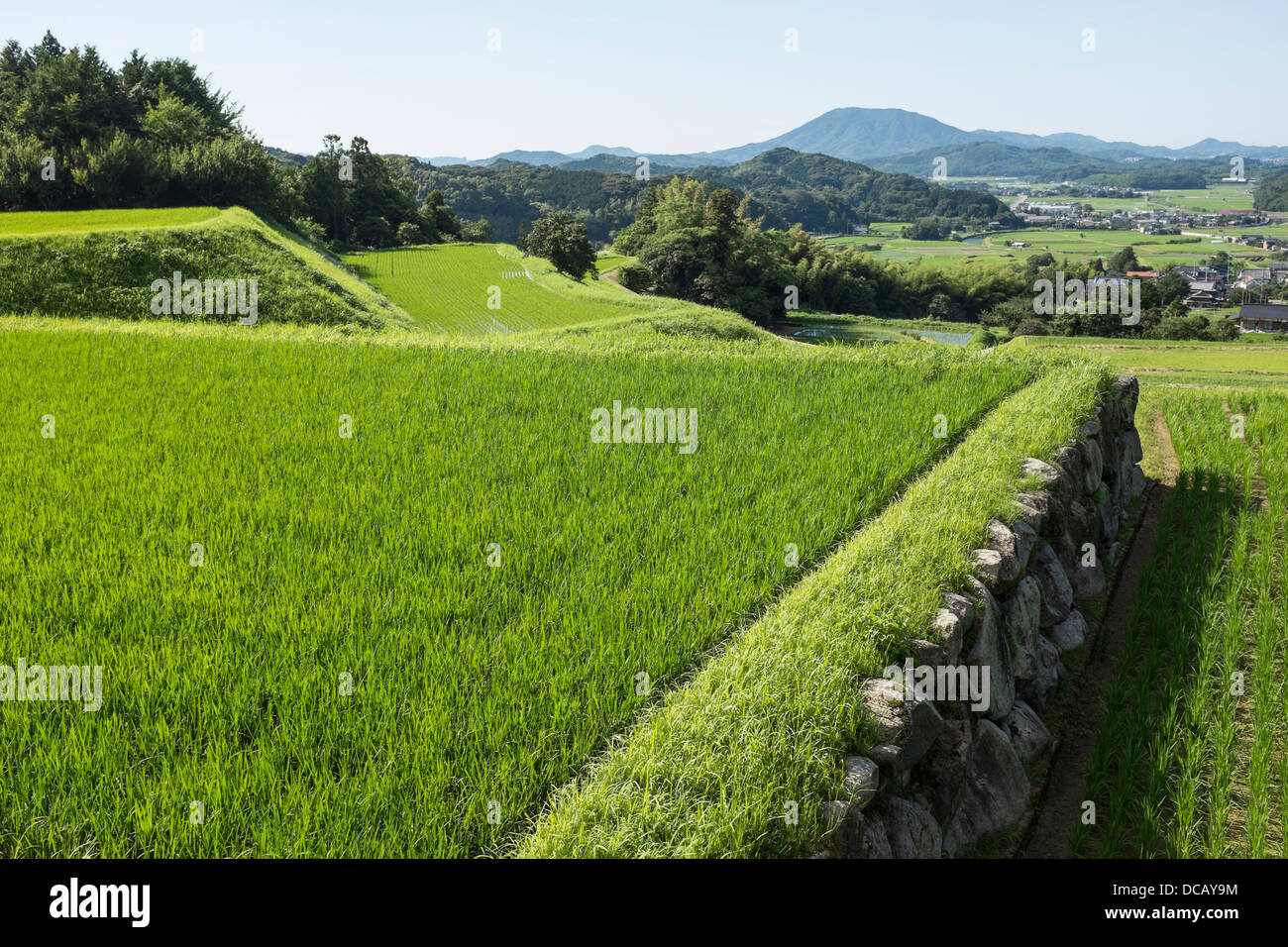 Rice cultivation in Japan Stock Photo - Alamy