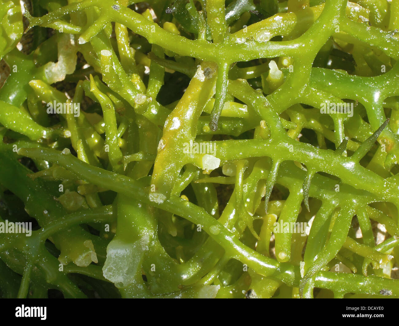 Seaweed cultivation hi-res stock photography and images - Alamy