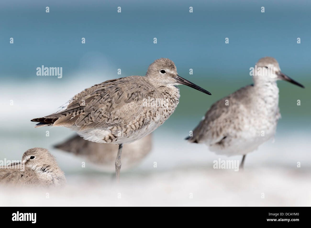 American shore hi-res stock photography and images - Alamy