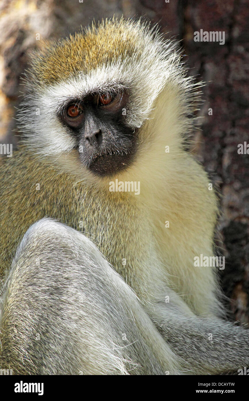 Portrait of a thoughtful vervet monkey (Chlorocebus pygerythrus) on a ...
