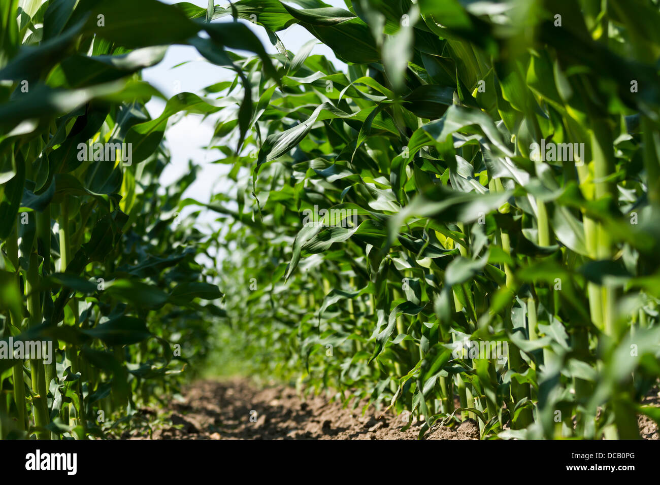 Maize field low angle hi-res stock photography and images - Alamy