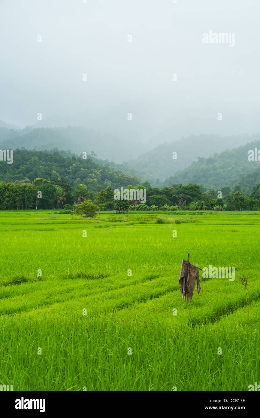 landscape of rice farm in thailand in raining day Stock Photo - Alamy