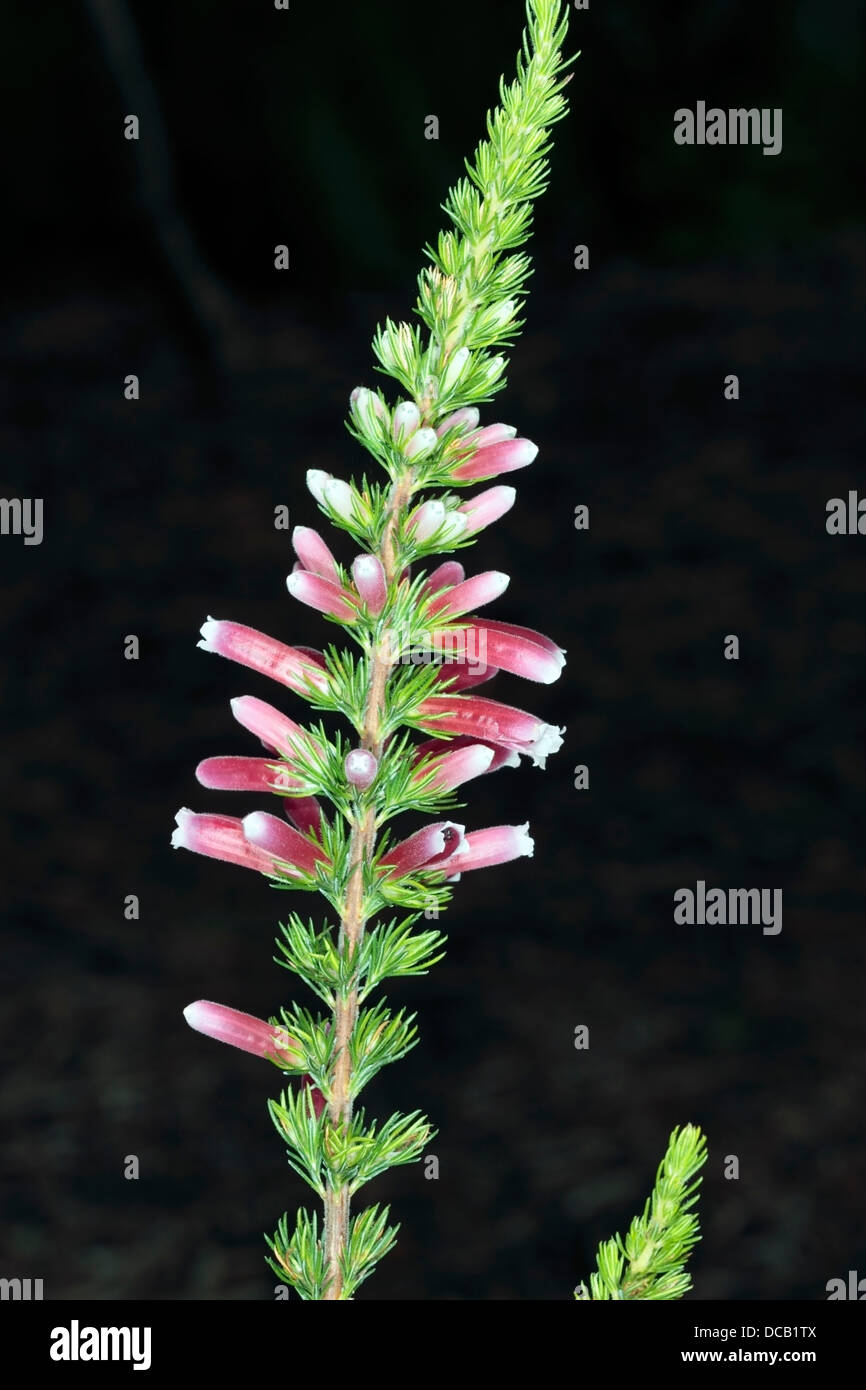 Close-up of flower head of Ruby Glow Heath / Ruby Glow Winter Heath ...