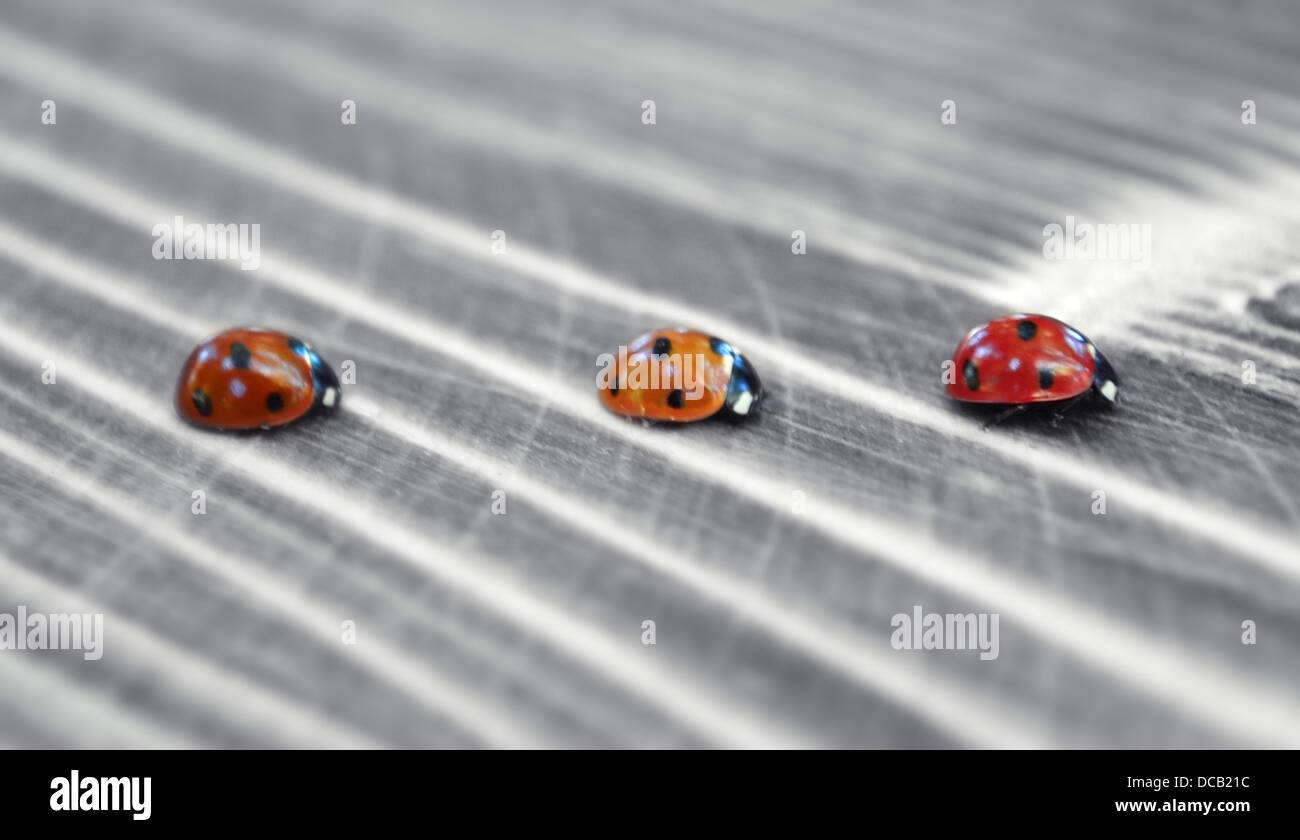 Family of insect hi-res stock photography and images - Alamy