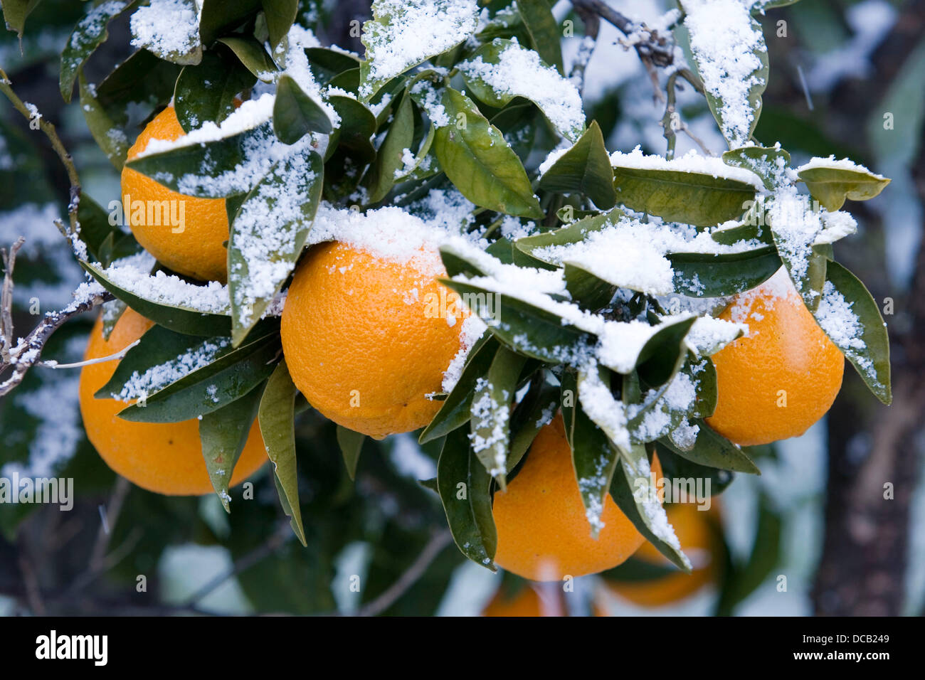 Orange tree in winter Stock Photo - Alamy
