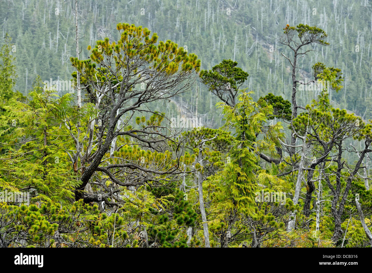 Stunted spruce trees Bonsai Forest Island Bay Haida Gwaii Queen ...