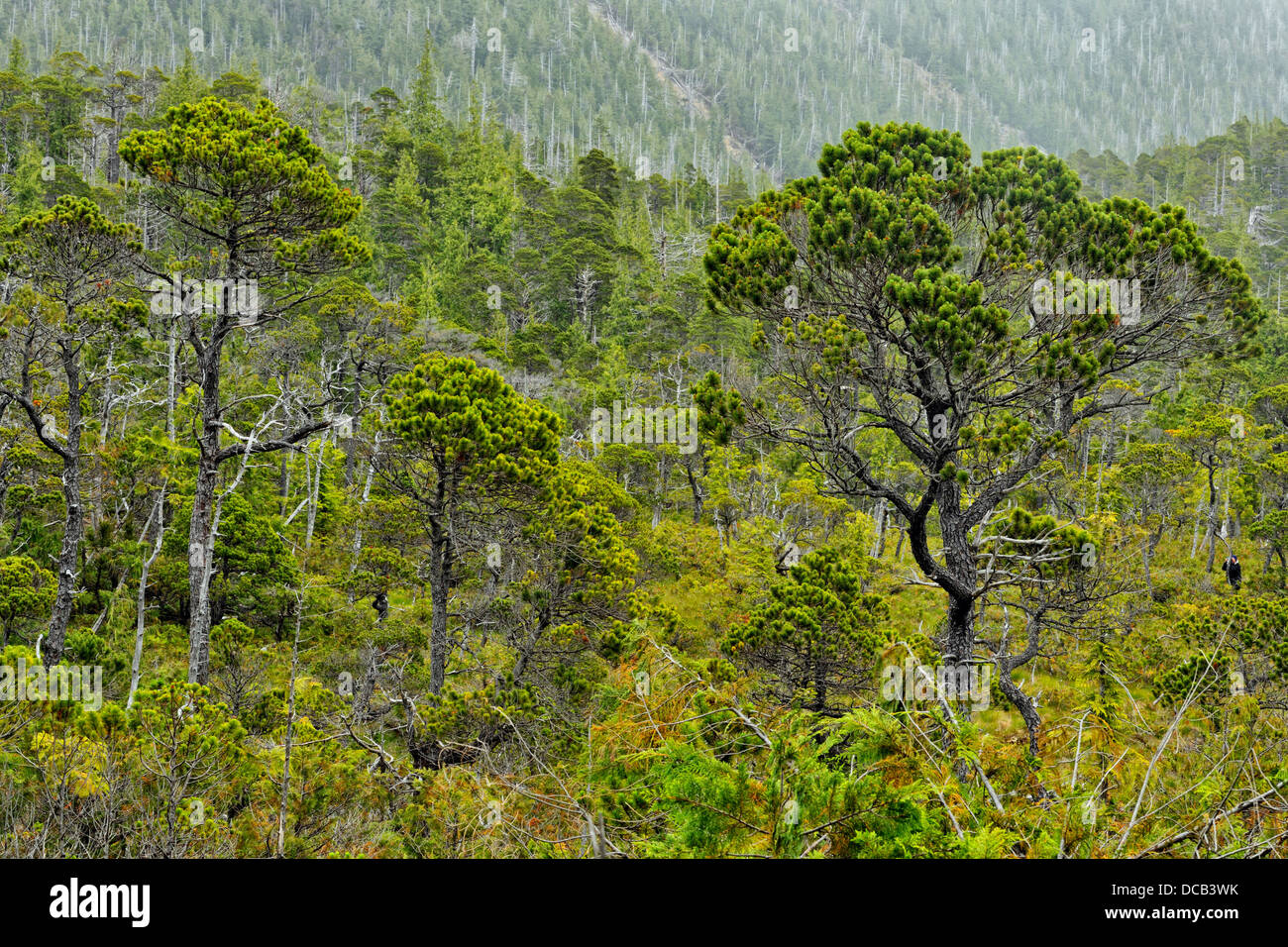 Stunted spruce trees Bonsai Forest Island Bay Haida Gwaii Queen ...