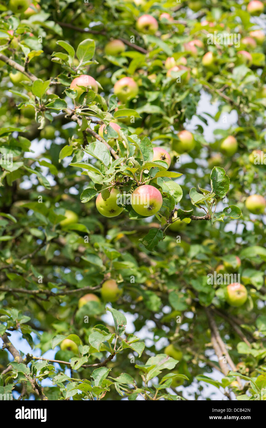 August tree hi-res stock photography and images - Alamy