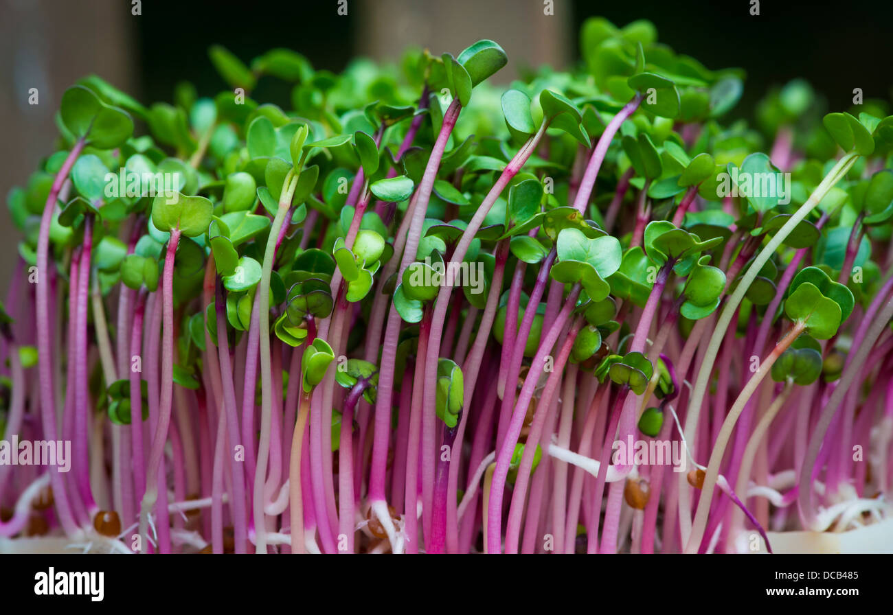 Ravenello hi-res stock photography and images - Alamy