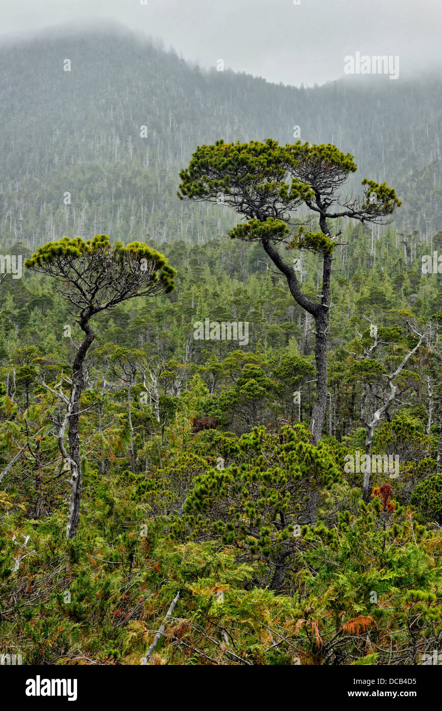 Stunted spruce trees Bonsai Forest Island Bay Haida Gwaii Queen ...
