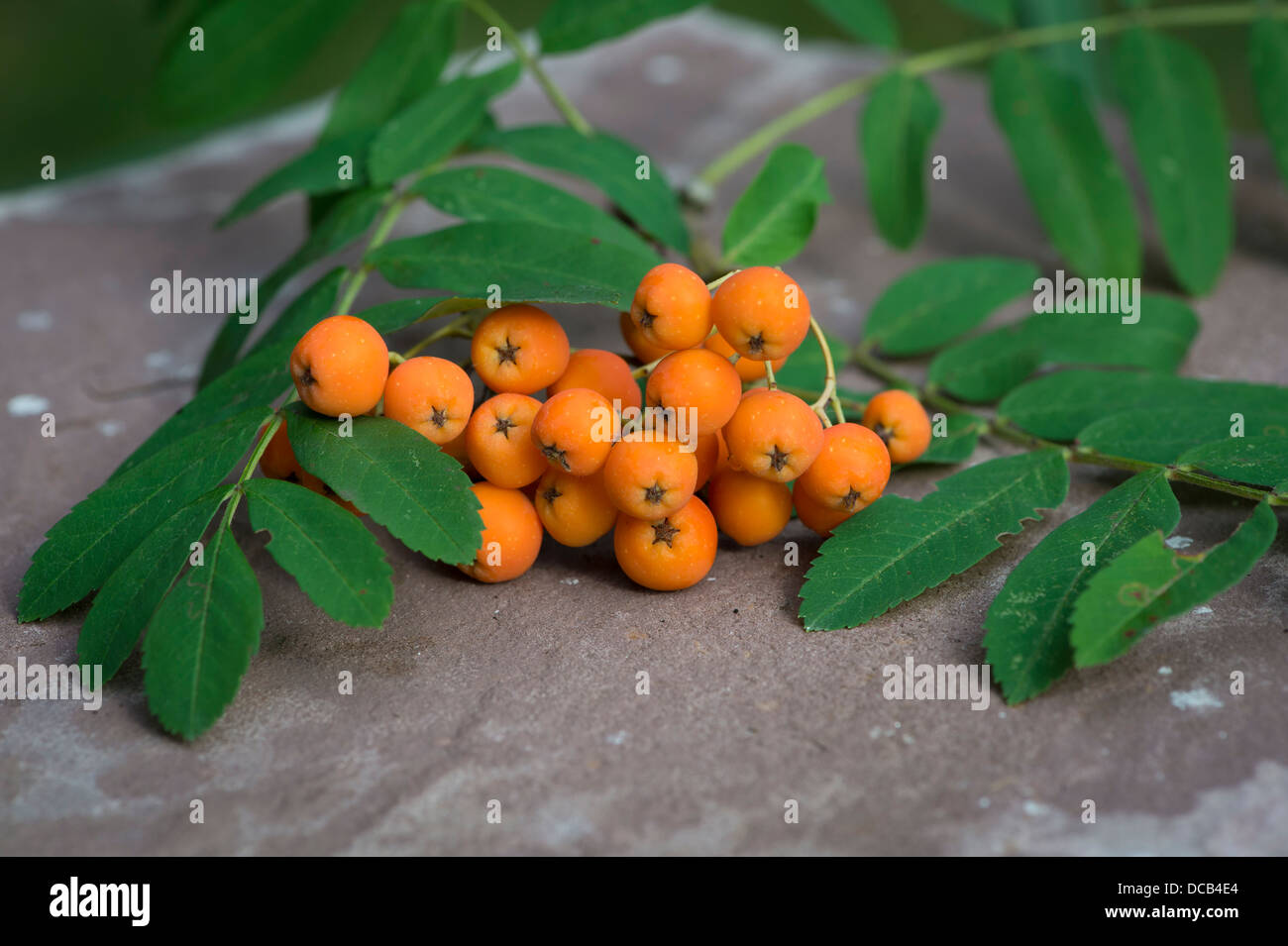 Sorbus aucuparia berries hi-res stock photography and images - Alamy