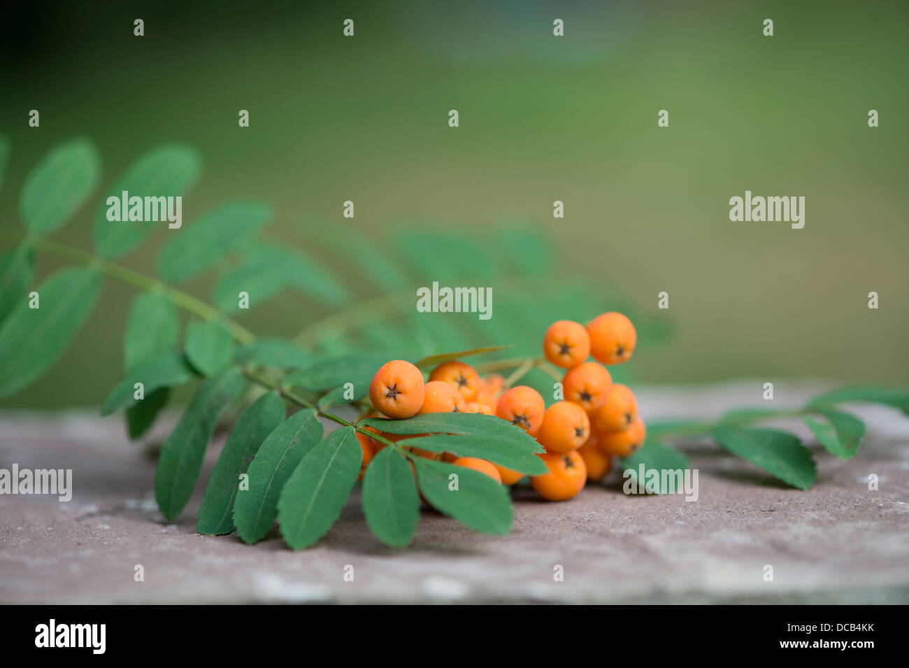 Sorbus aucuparia Leaves and Berries Stock Photo - Alamy