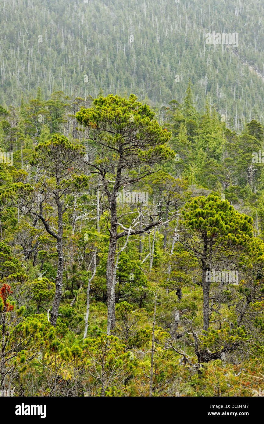 Stunted spruce trees Bonsai Forest Island Bay Haida Gwaii Queen ...