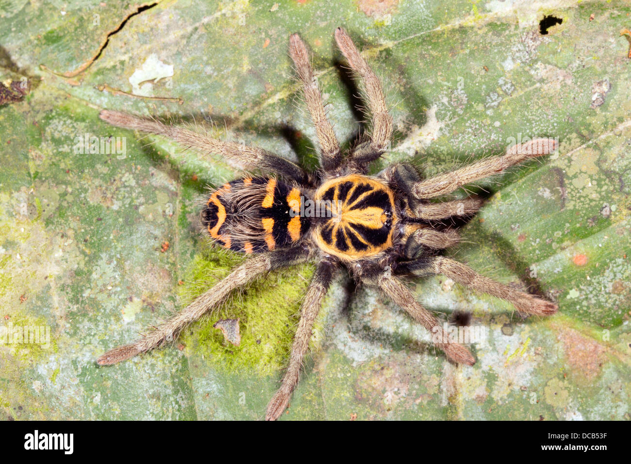 Zebra tarantula (Hapalopus sp.) in the rainforest understory, Ecuador ...
