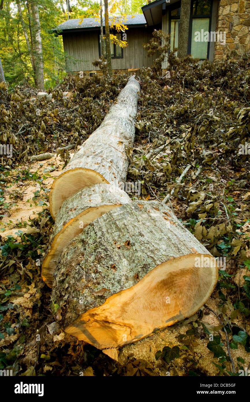 Tree on the ground hi-res stock photography and images - Alamy