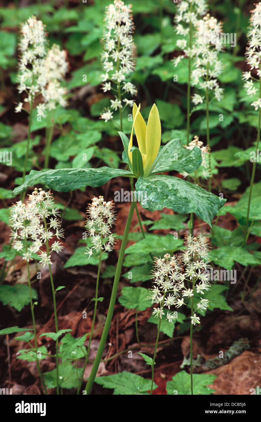 Yellow Trillium (Trillium luteum) & Foamflower (Tiarella cordifolia ...
