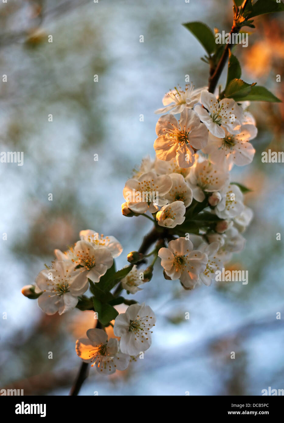 Flower of cherry Stock Photo - Alamy