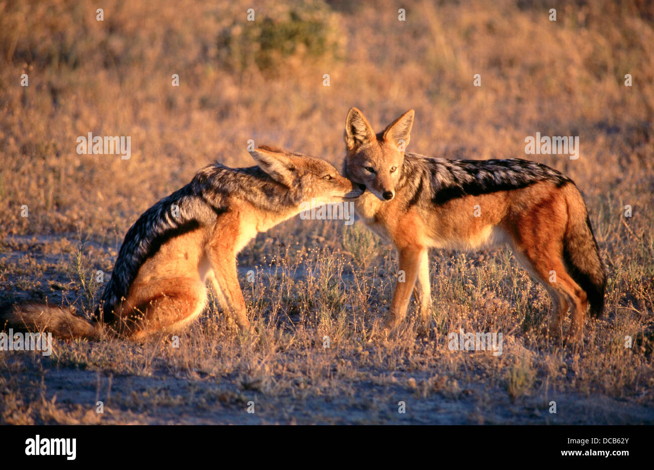 Jackal couple hi-res stock photography and images - Alamy