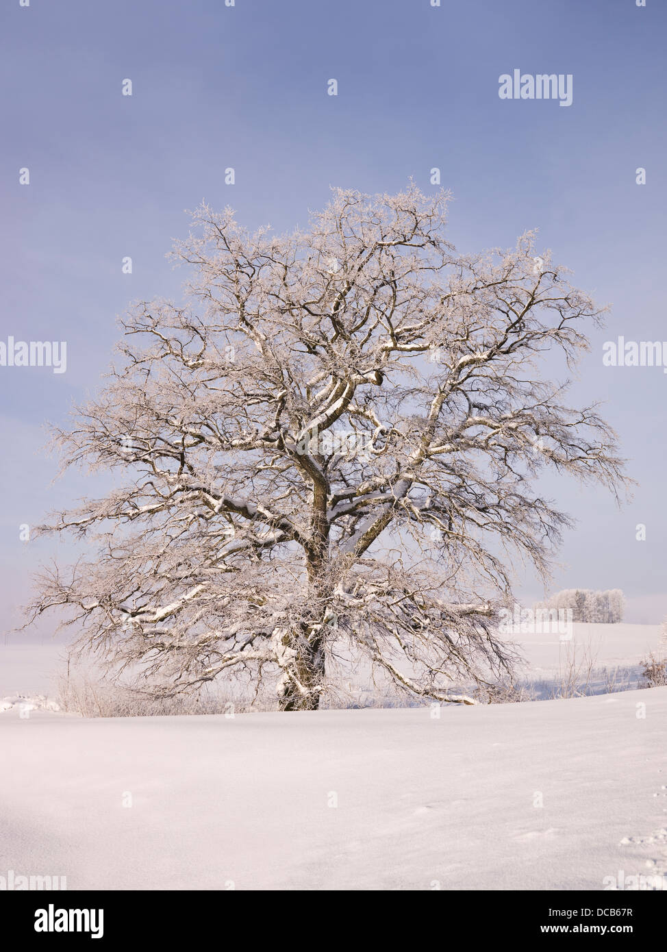 Oak tree at winter Stock Photo - Alamy