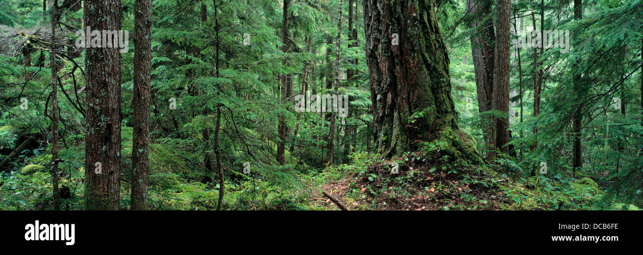 Douglas fir forest panorama hi-res stock photography and images - Alamy