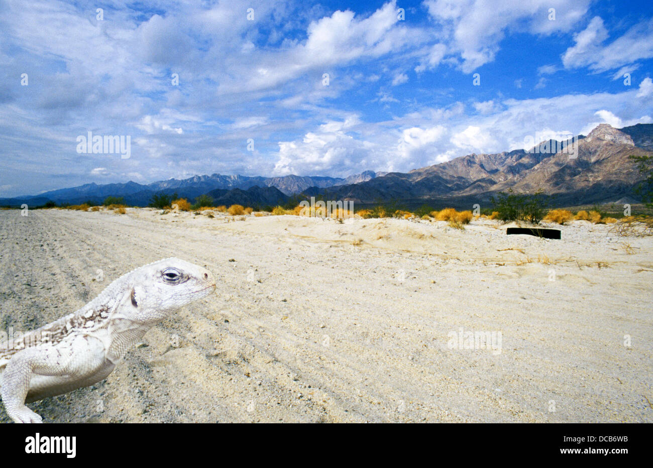 Ecosystem illustration desert hi-res stock photography and images - Alamy