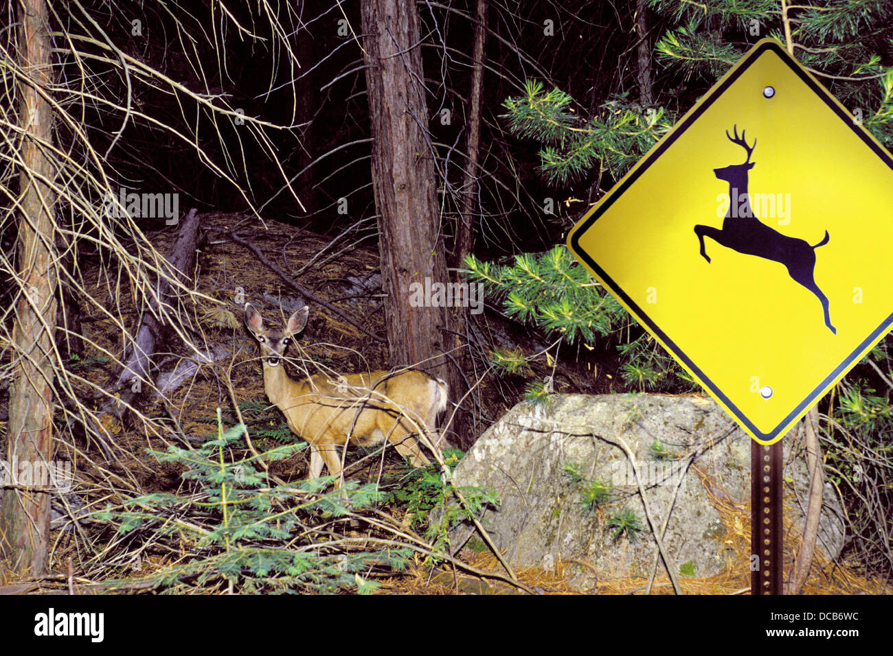 Deer and headlights hi-res stock photography and images - Alamy