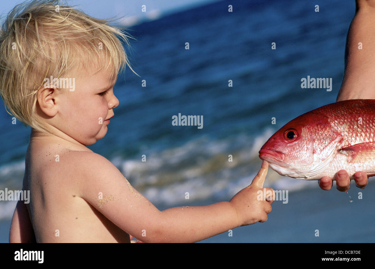 Holding red snapper fish hi-res stock photography and images - Alamy